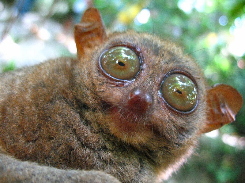 Cute Funny Animalz: Funny Tarsier New Nice Photos And Wallpapers 2013