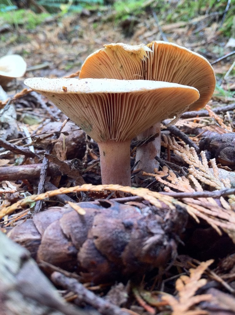 Lactarius Rubrilacteus