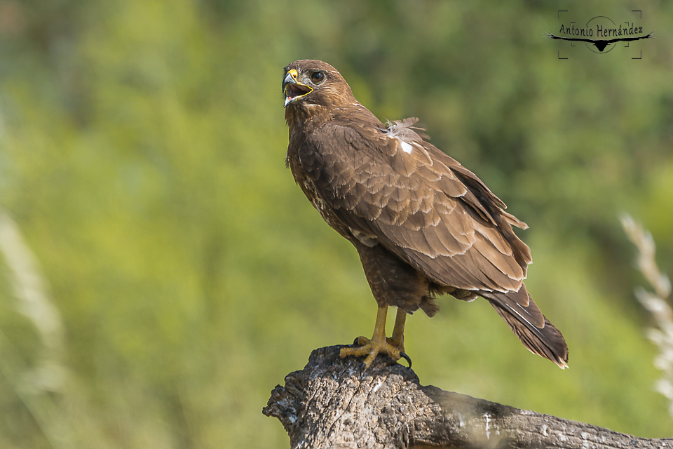 Fotografia de Vida Salvaje - Wildlife Photography: RATONERO COMÚN O ...