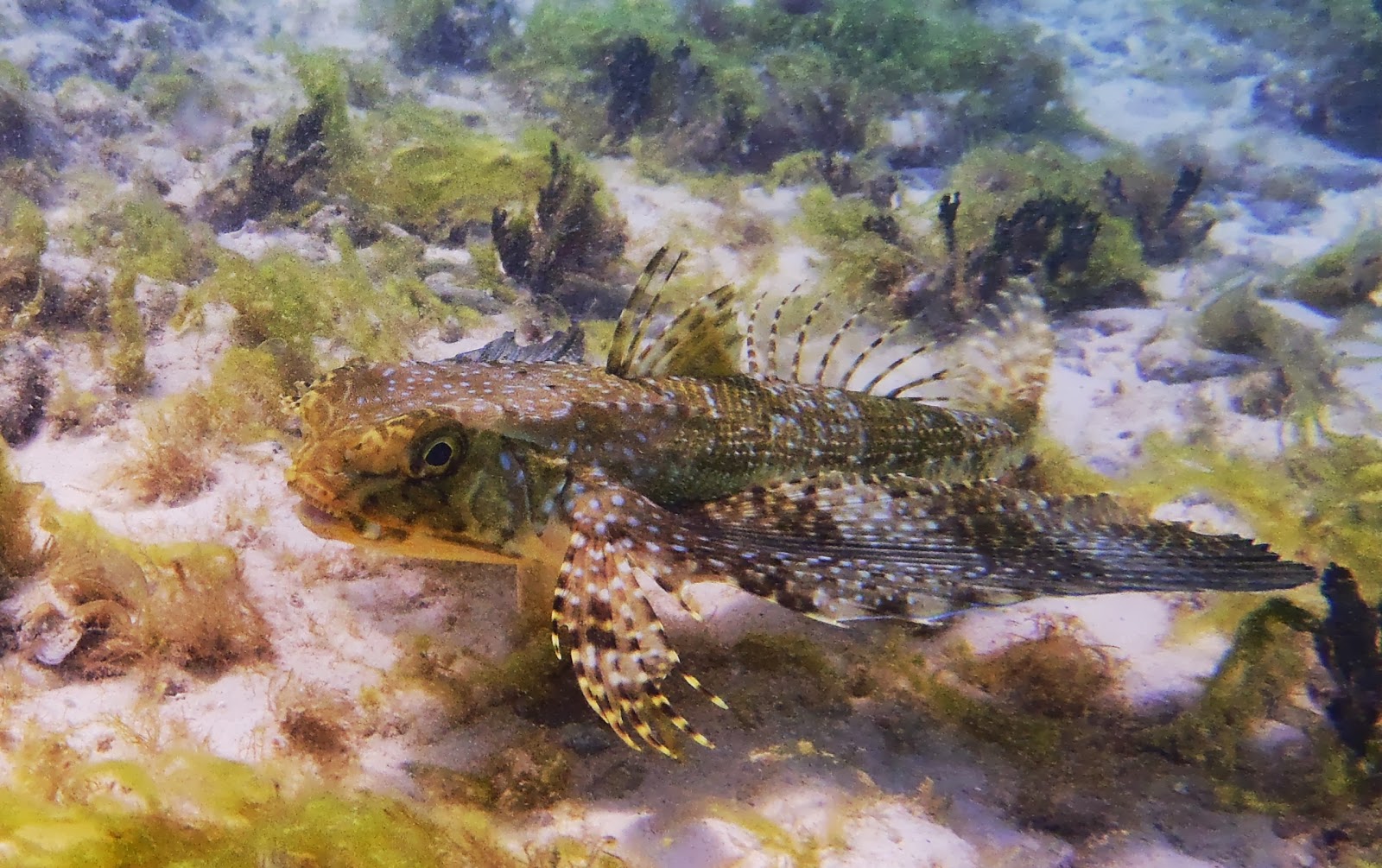 The Schiffers: Day 12 - Kleine Curacao