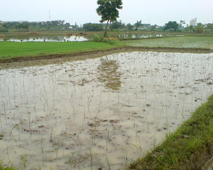 PADI SEBATANG ~ ILMU PETANI