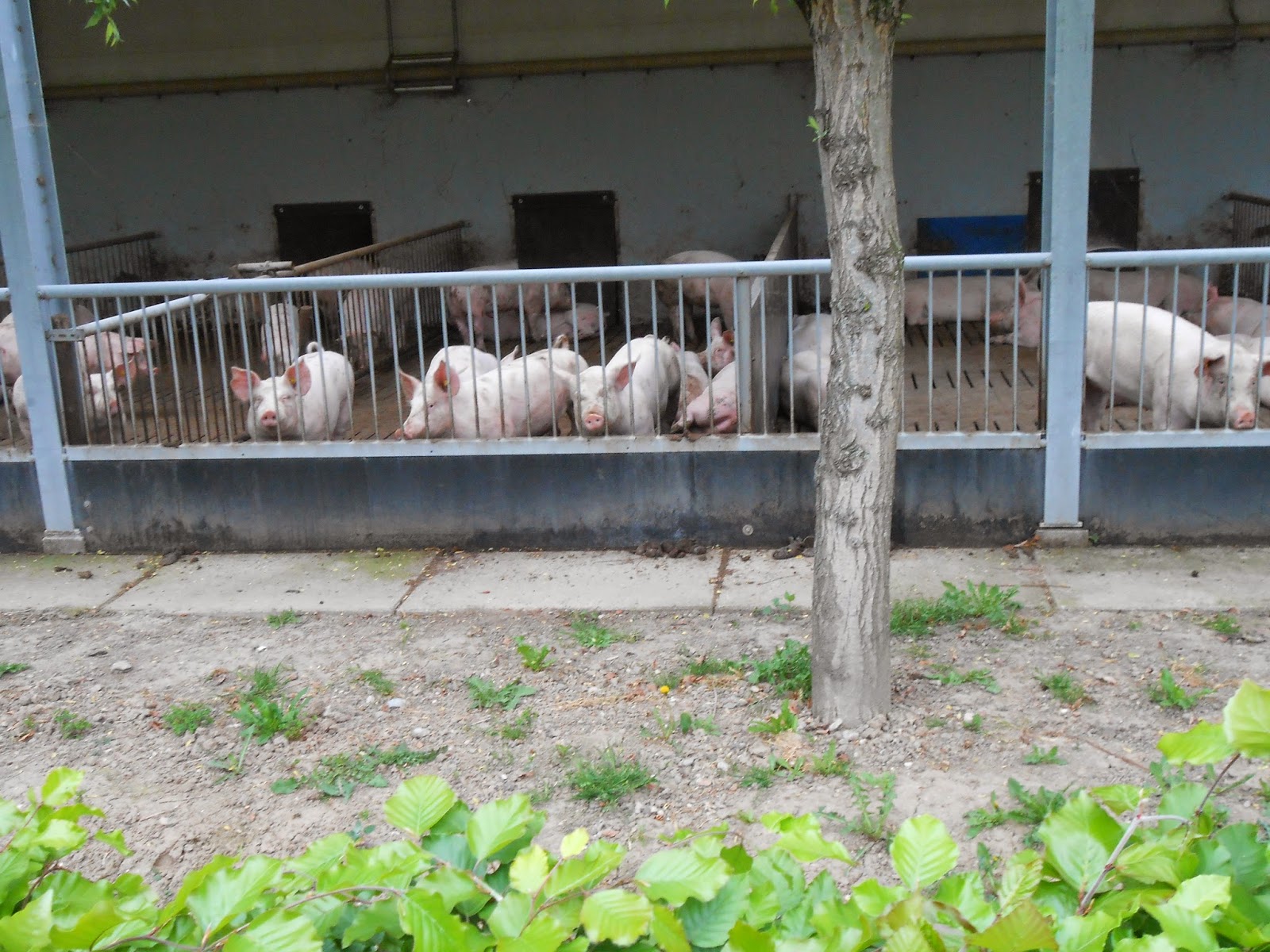 WWAWWW: Engherkaderoute Montfoort Linschoten
