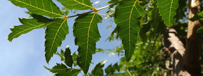 RED ECOLOGICA PORTUGUESA: 10 Propiedades y beneficios del árbol de Neem ...
