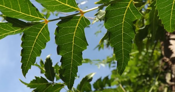 RED ECOLOGICA PORTUGUESA: 10 Propiedades y beneficios del árbol de Neem ...