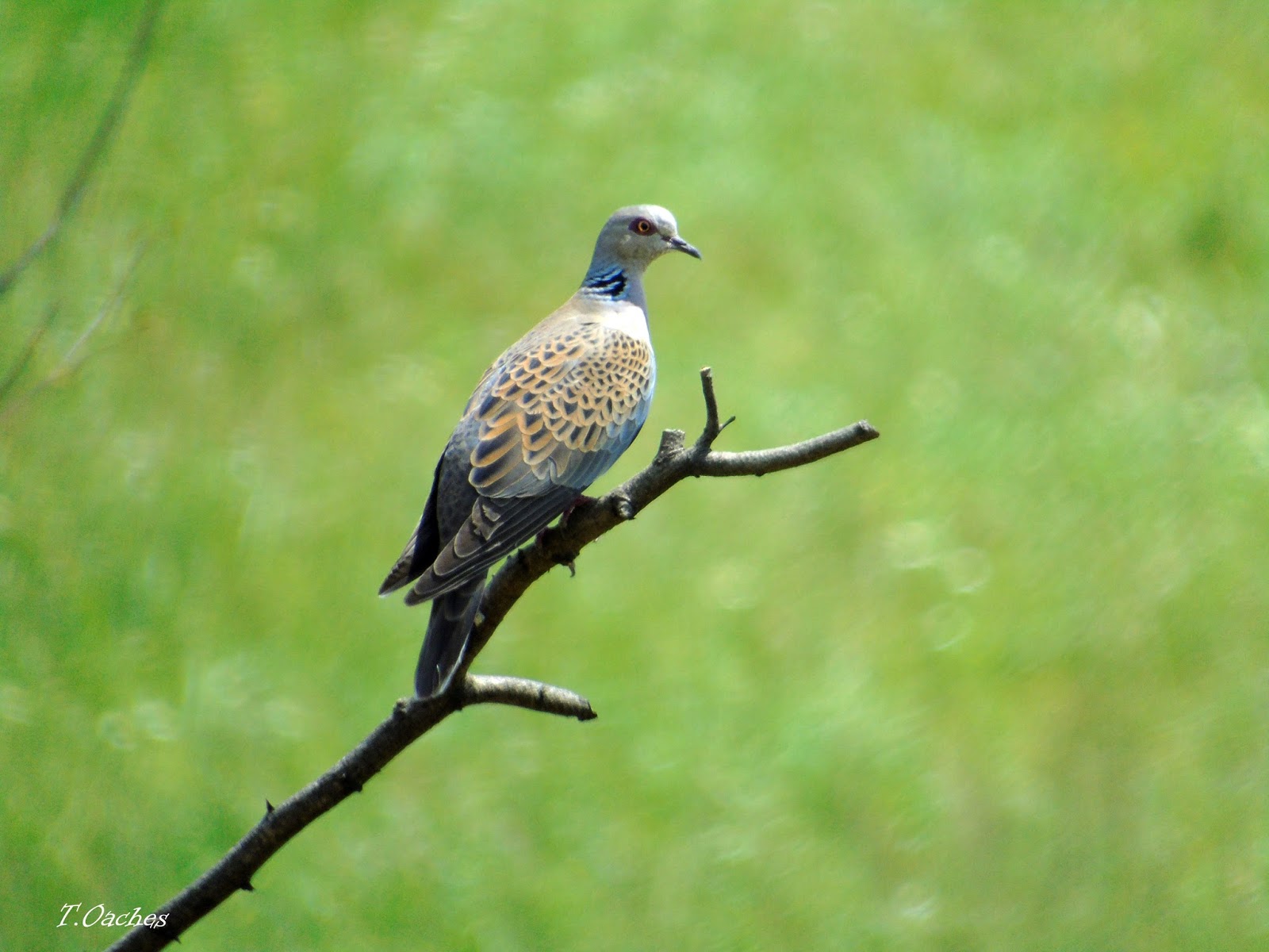 PASARI DIN ROMANIA: TURTURICA, Streptopelia turtur
