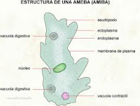 De 100 en 100cia: amibas o enemibas...