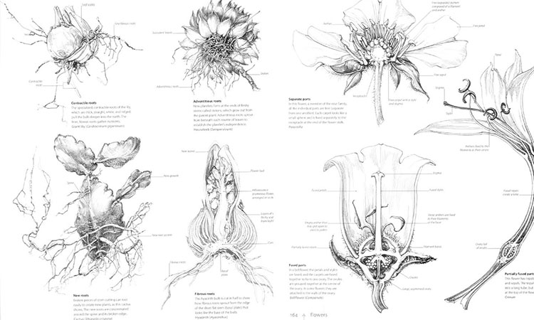 CLARE MITTEN: Research/Studio Visit: Sarah Simblet