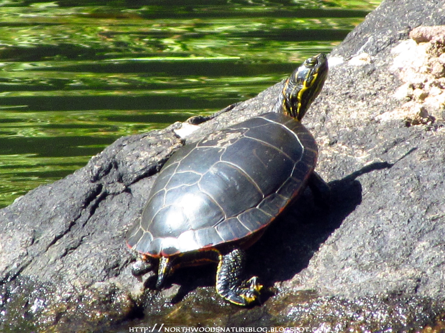 Northwoods Nature Blog: Fall Turtle on a rock