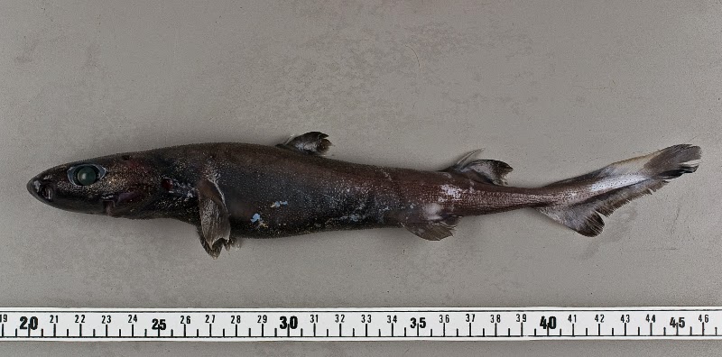 Tiburones en Galicia: Tollo raspa (Etmopterus princeps)