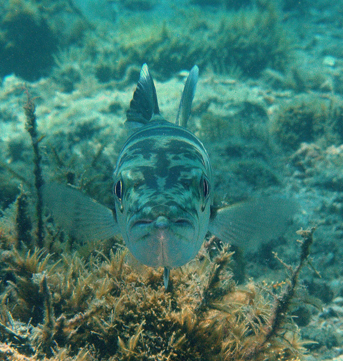 The Best of Underpressure Photography: Great Barracuda (juvenile)- Blue ...
