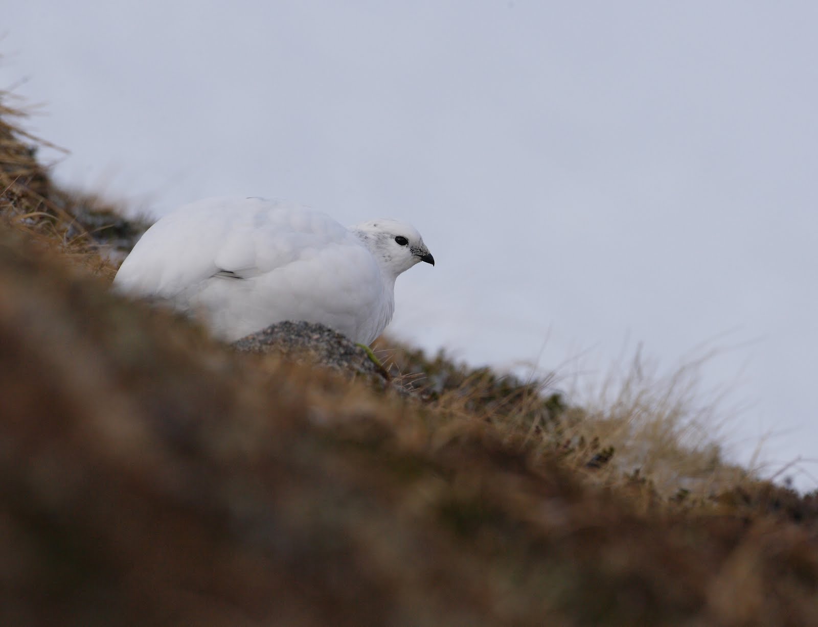 Dan's Wildlife Blog: Snow Chickens!