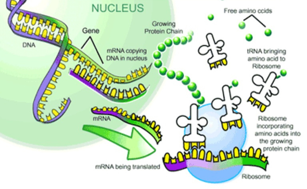 Manfaat dan Fungsi Protein pada Tumbuhan serta Penjelasannya - Garda Remaja