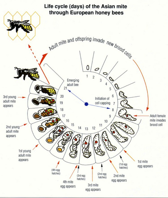 CORONA APICULTORES: VARROA