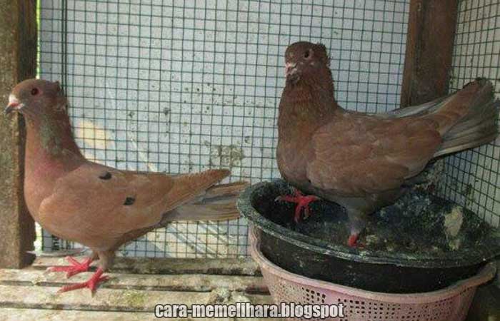 Merpati Endemik Jenis Keter