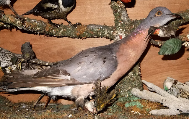 Net Results: Dearborn Passenger Pigeons: Then and Now