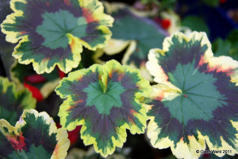 PERFECT PELARGONIUMS: Wordless Wednesday - Coloured leaf zonal ...