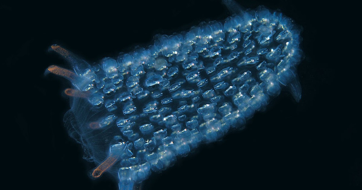 Real Monstrosities: Pyrosome