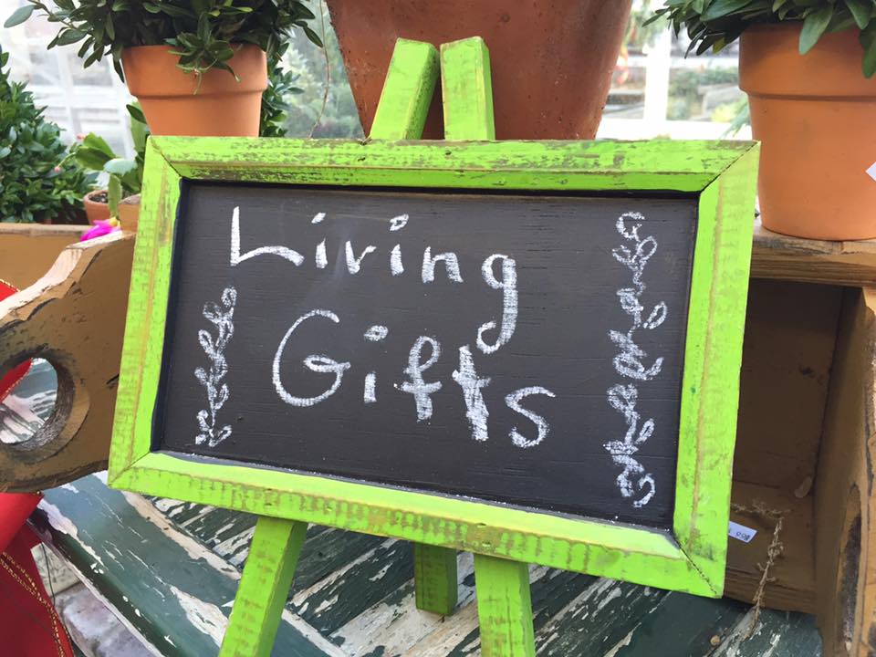 deborah jean's DANDELION HOUSE and GARDEN : Living Gifts for Christmas