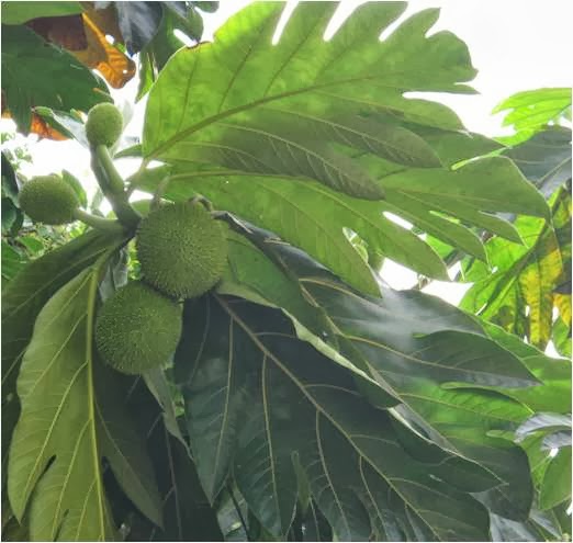LA ENERGIA DE LAS PLANTAS: El árbol del pan
