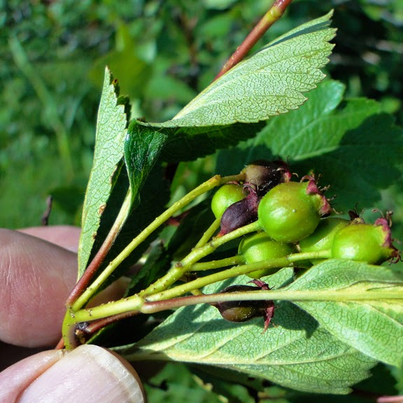 Slatsz' plant photo-biography: Crataegus douglasii, black hawthorn ...