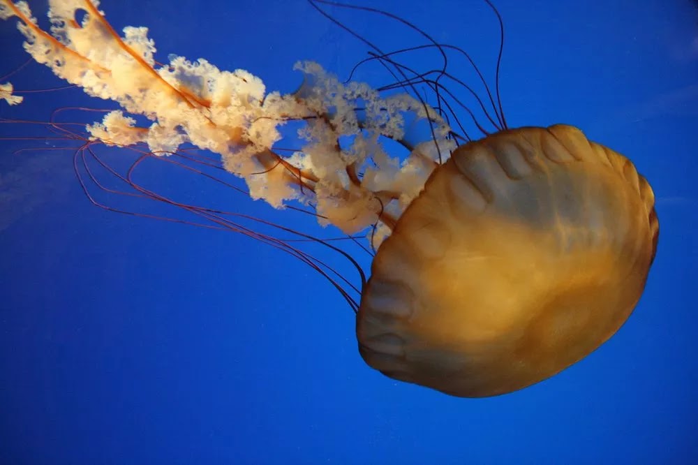 Phylum Cnidaria (Obelia sp. )