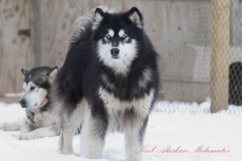 น้องหมา : อลาสกัน มาลามิวท์ (Alaskan Malamute)