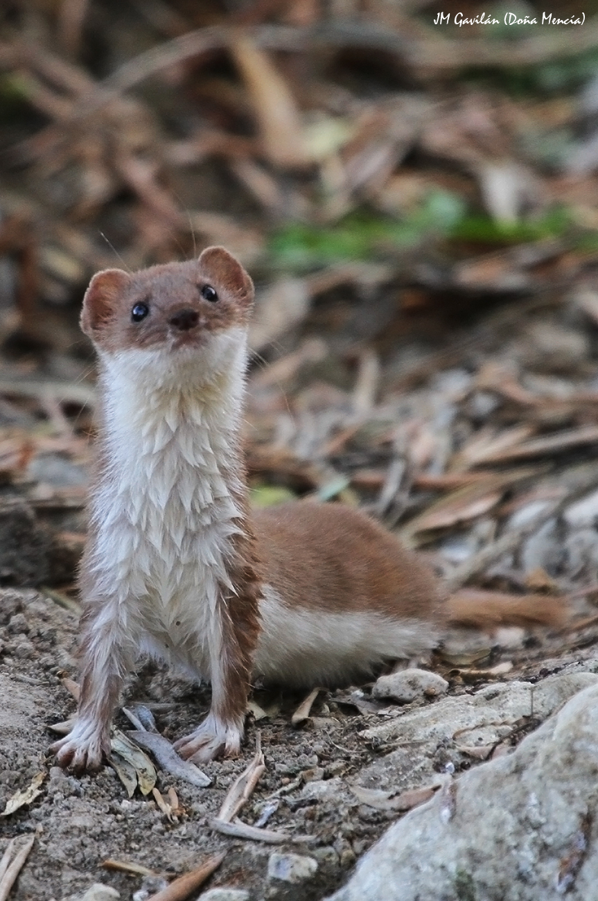 Fotografía de Naturaleza - JM Gavilán: Comadreja común (Mustela nivalis)