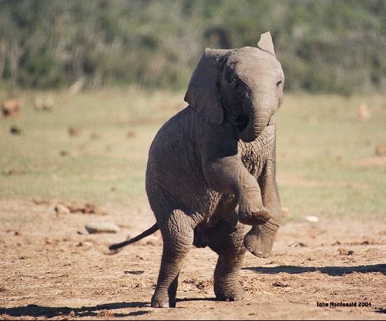 Funny Elephant Pictures That Will Make You Laugh Out Loud