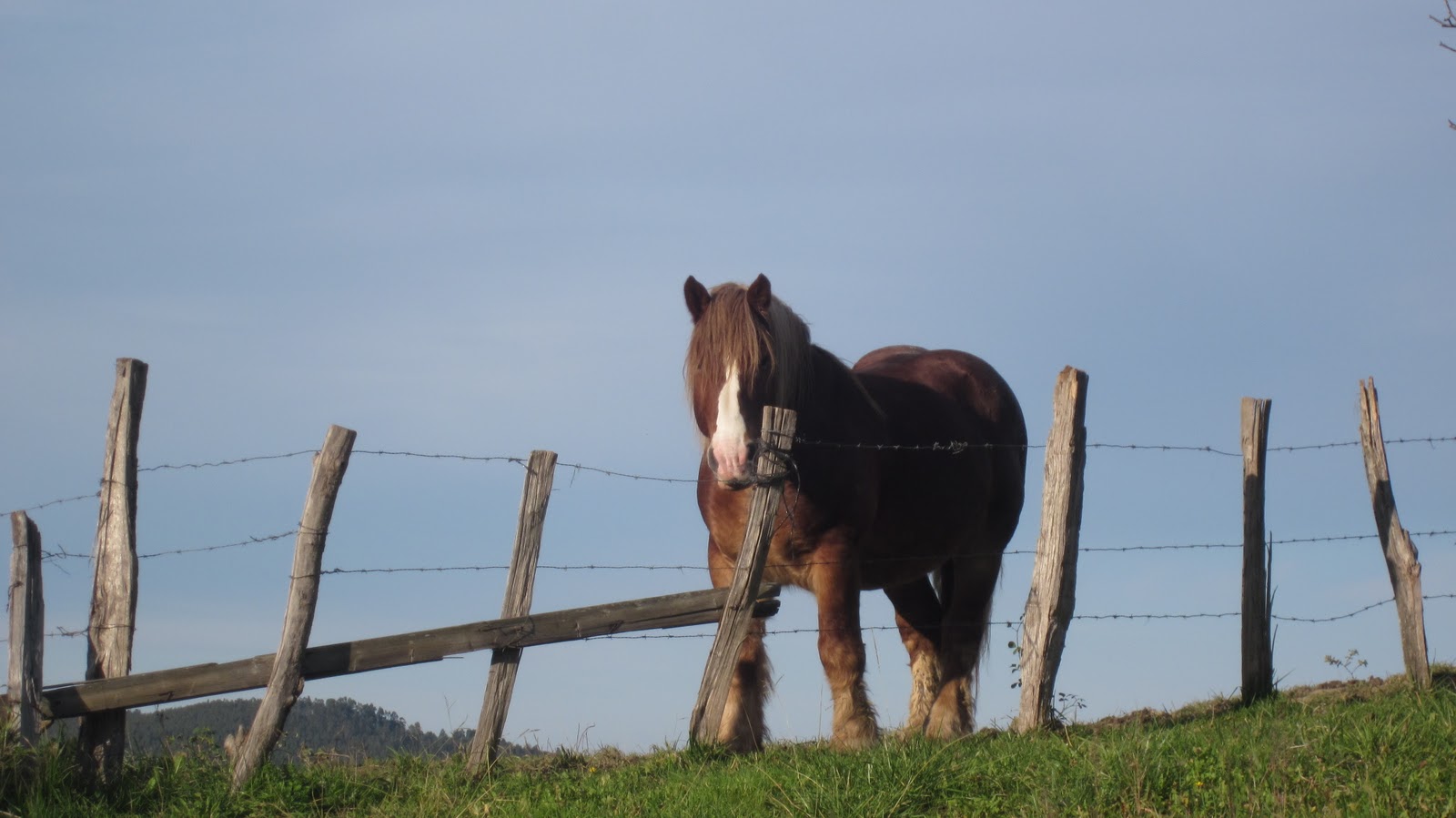Euskal Herriko Mendiko Zaldia: "URRITZA", sin más, pero sin menos, un ...