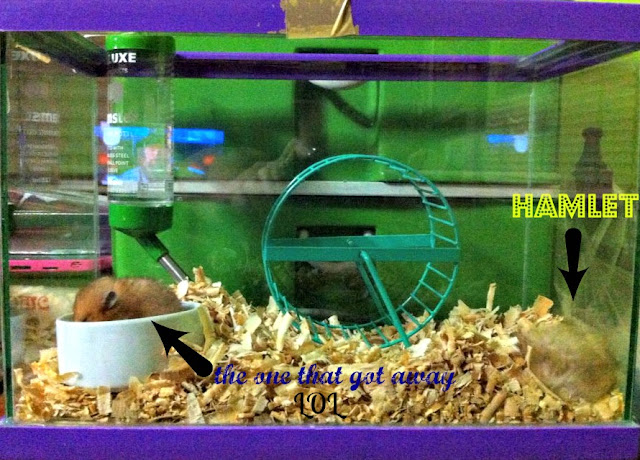 sanity...(fades): HAMLET, my adorable Syrian hamster