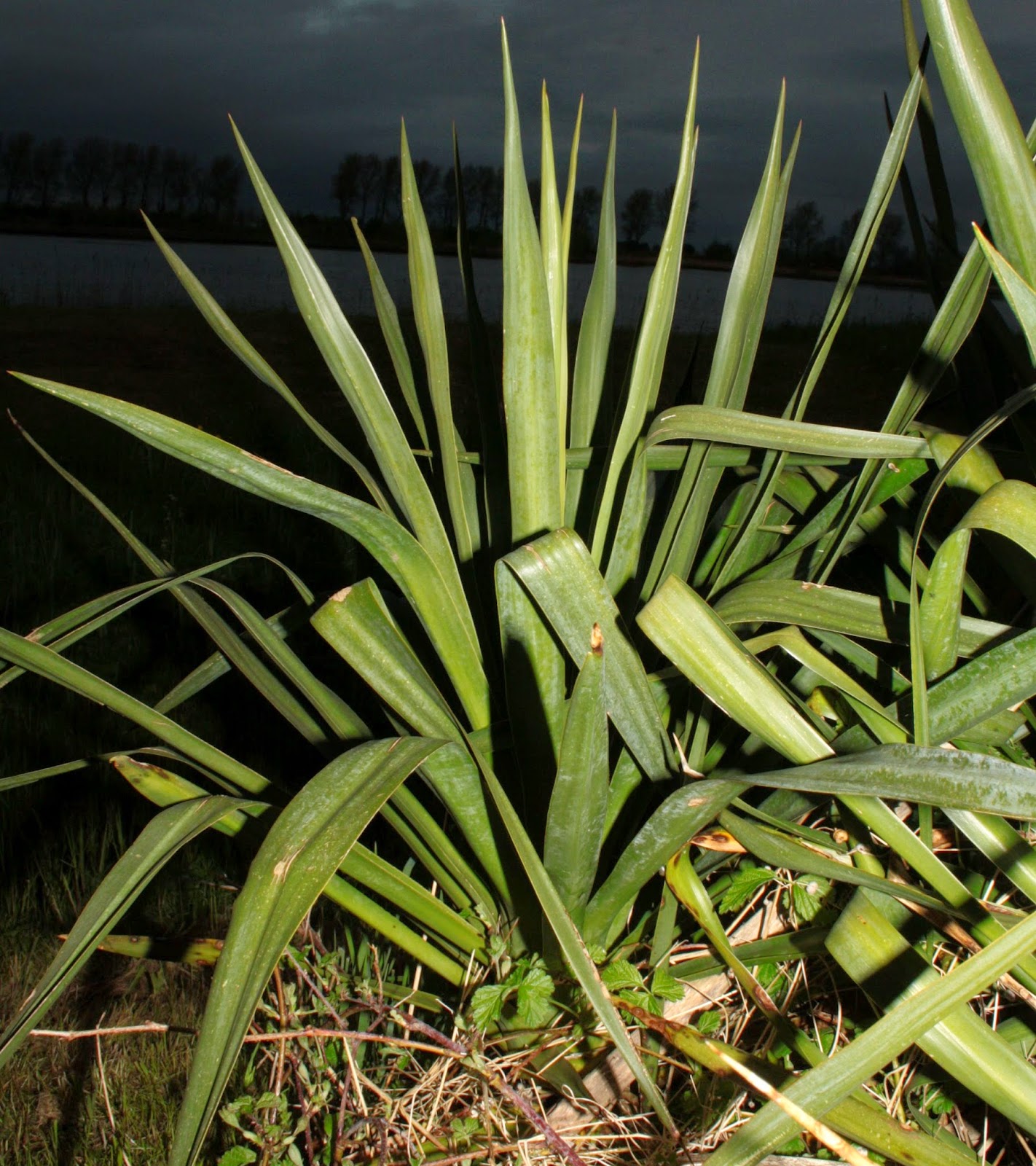 Yucca