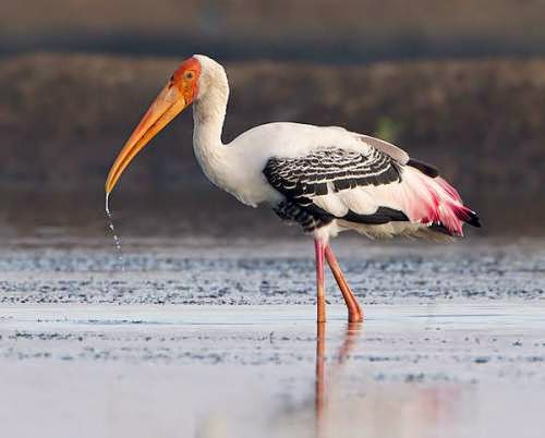 Painted stork | Birds of India | Bird World