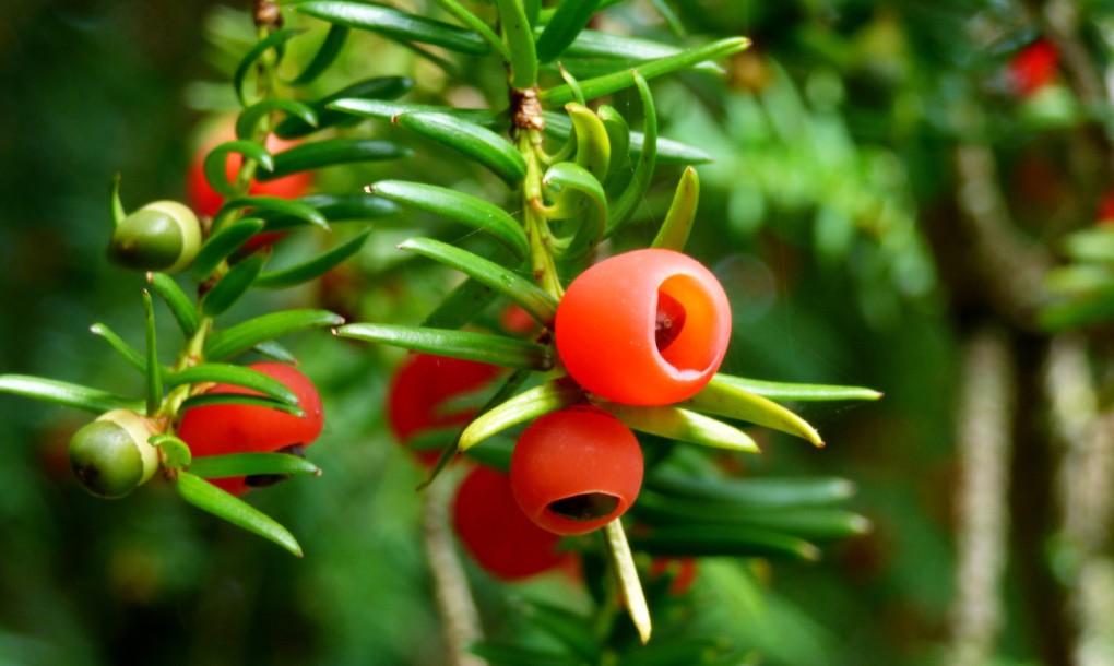 spagosmail: Tisa stara 5000 godina promijenila pol