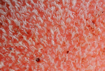 BunyipCo: September 2013