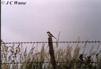 Jonathan's Birding Blog: UK Bird Photos 1989 - 1999