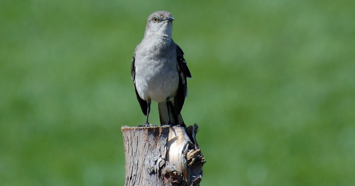 Urban Wildlife Guide: The Northern Mockingbird