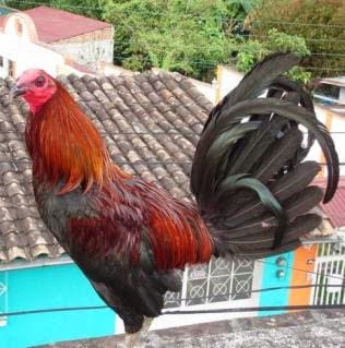 LA MEJOR RAZA DE GALLO DE PELEA BROWN RED