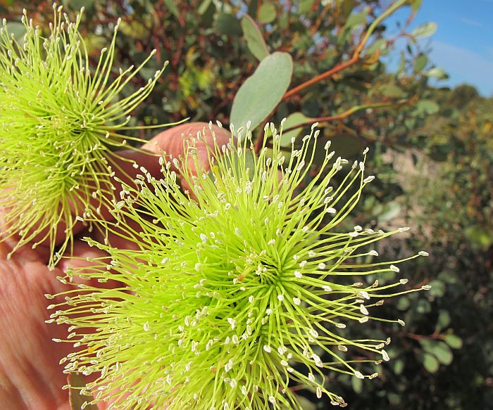 Esperance Wildflowers: Eucalyptus platypus subsp. congregata - Moort
