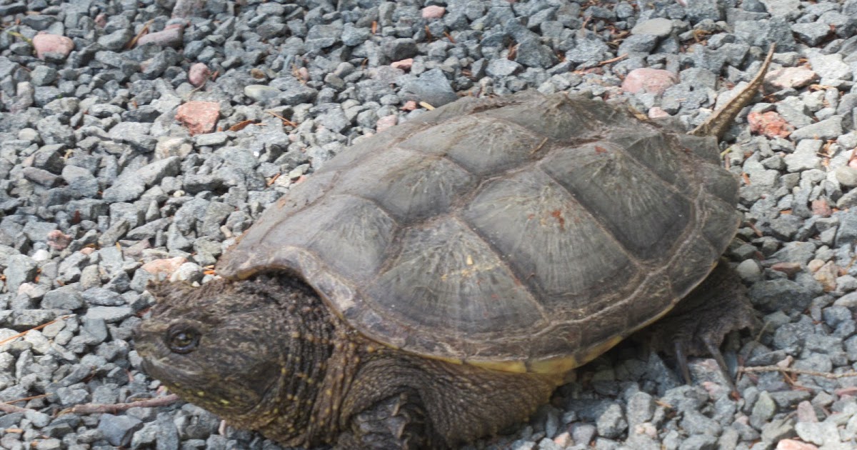 northernbliss: FIRST TURTLE RELOCATION OF THE YEAR