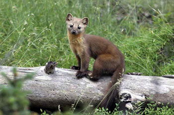 ADK Forever Wild: Meet the Marten