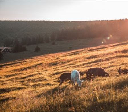 The Gypsy Goat Herder
