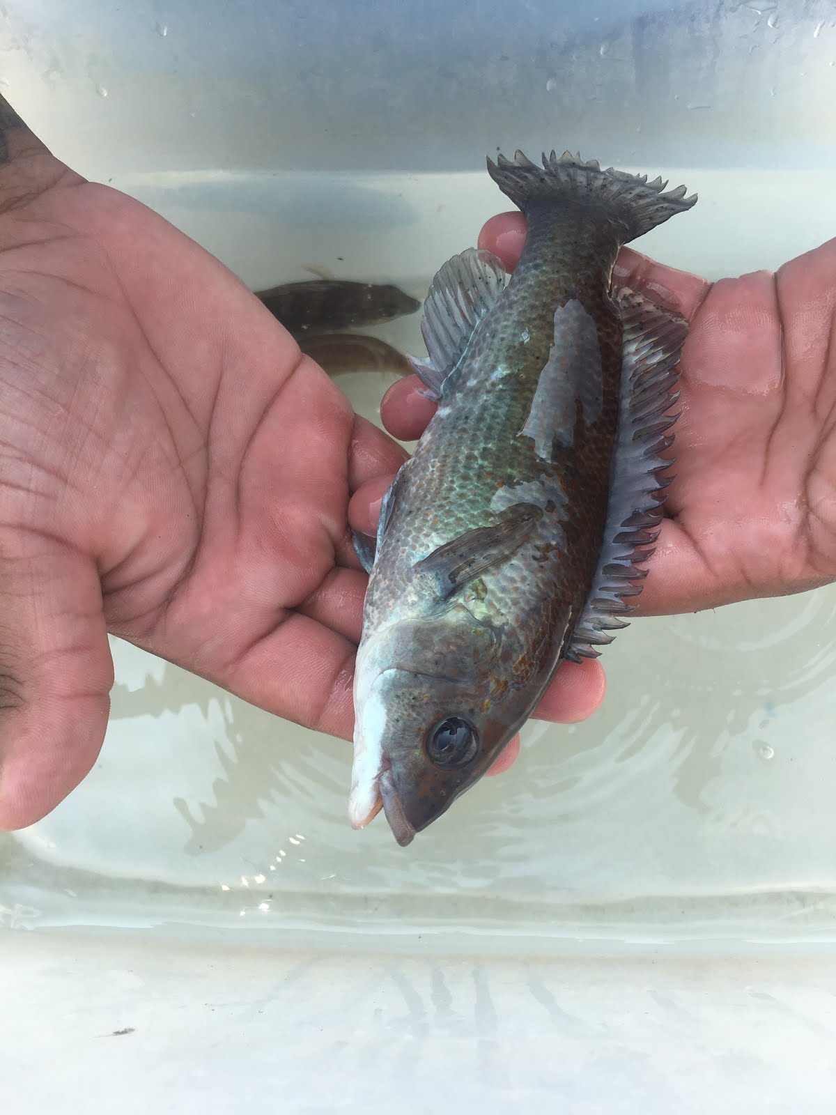 Sea, Sand and Sky: What is a Cunner?