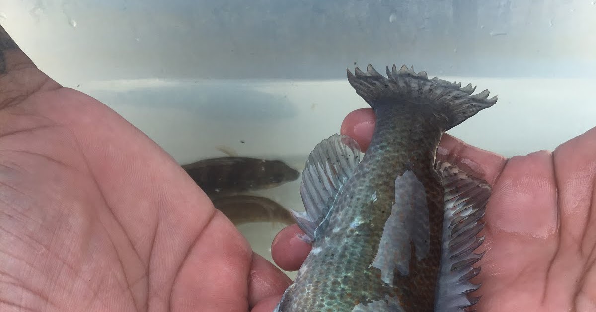 Sea, Sand and Sky: What is a Cunner?