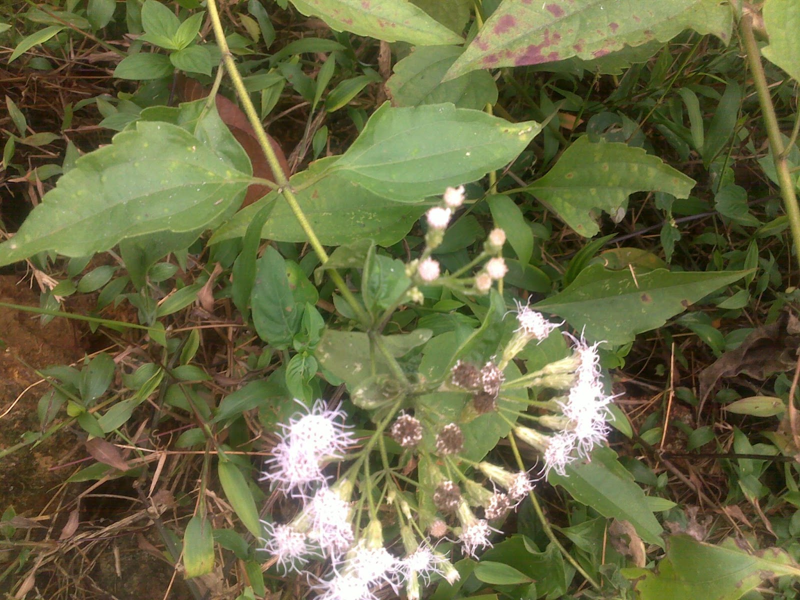 my picture collection: Some Plants commonly seen in kerala