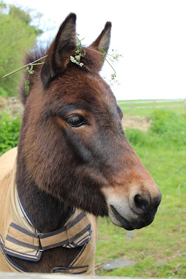 The British Mule Society: Mule Gallery