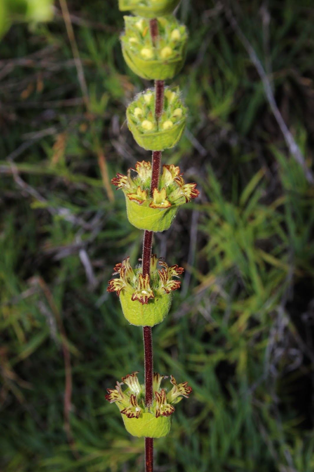 Biodiversity of Cyprus by NGO Protection of the Natural Heritage and ...