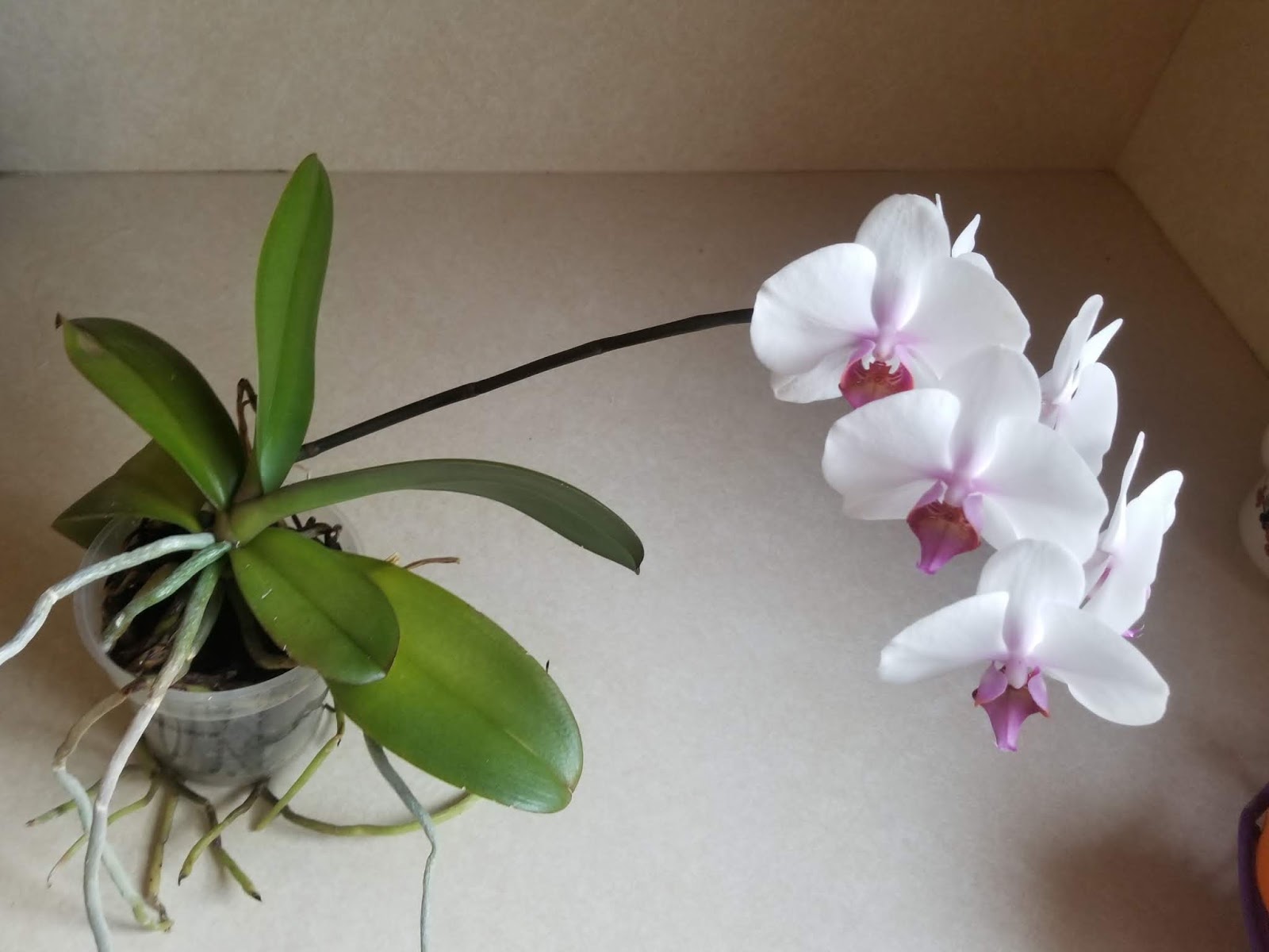 La Doctora De Las Plantas: Cuidado de orquídeas y fertilizantes (Orchid ...