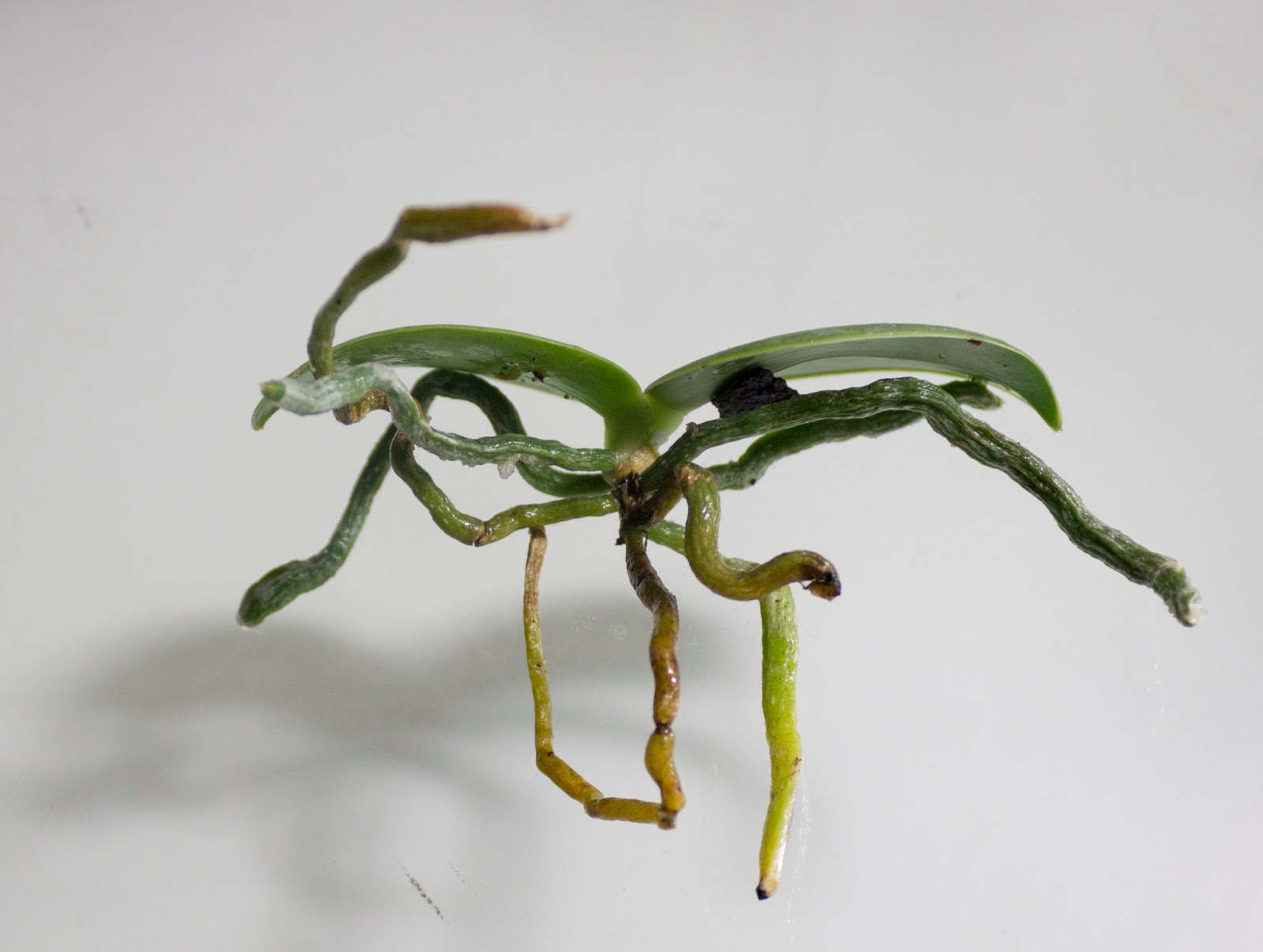 Maria's Orchids: 2013