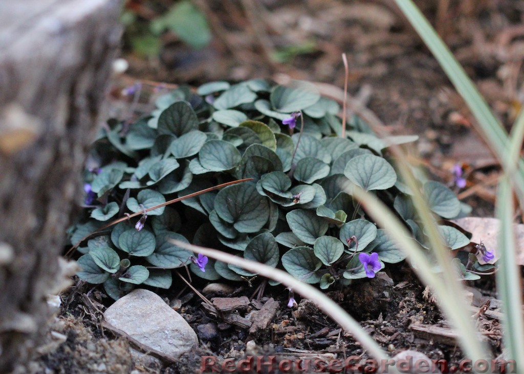 Red House Garden: Love at First Sight - Viola walteri 'Silver Gem'