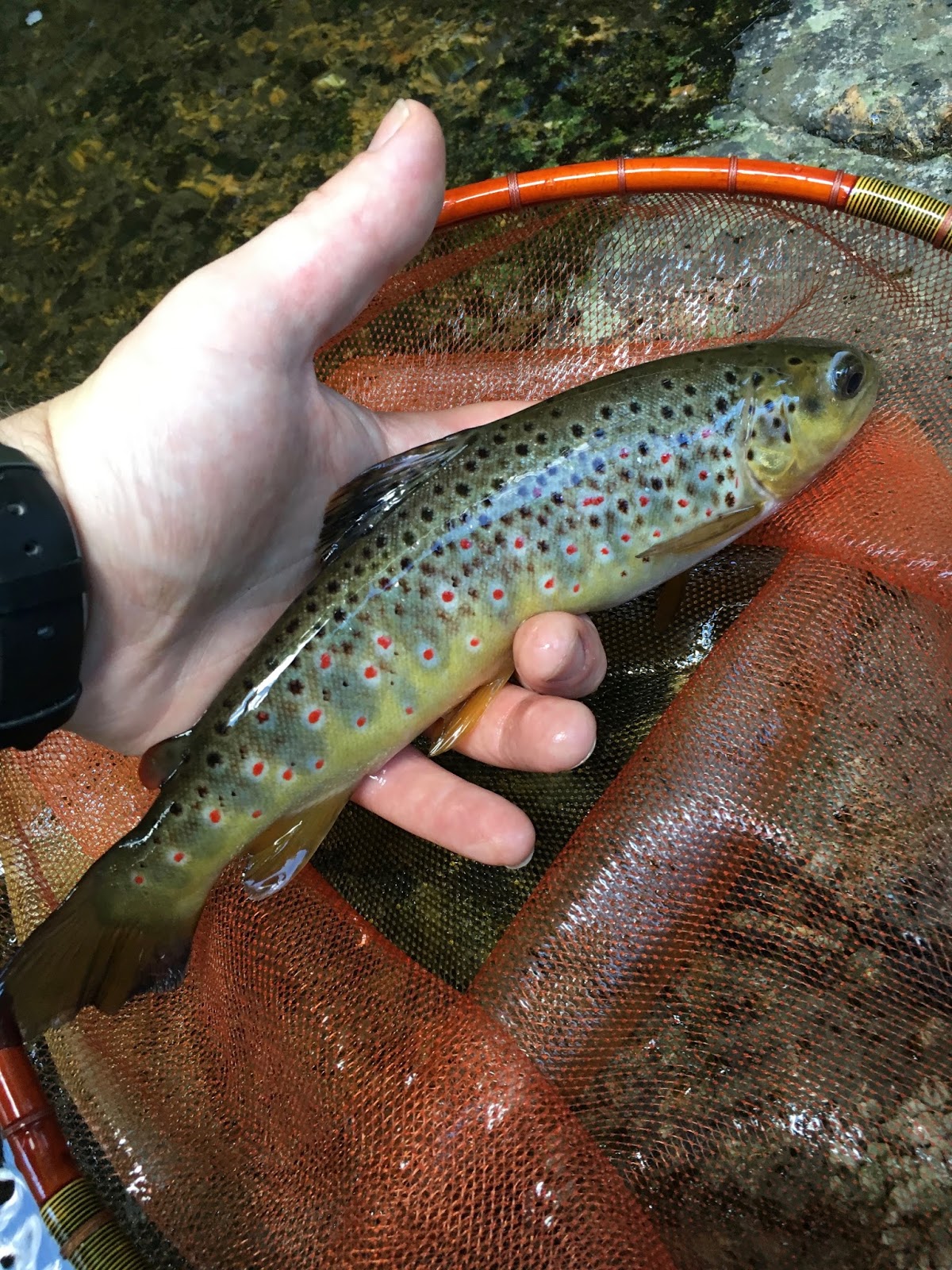 Of Rock & Riffle: Revisiting Memories of Late Summer on a Small Stream